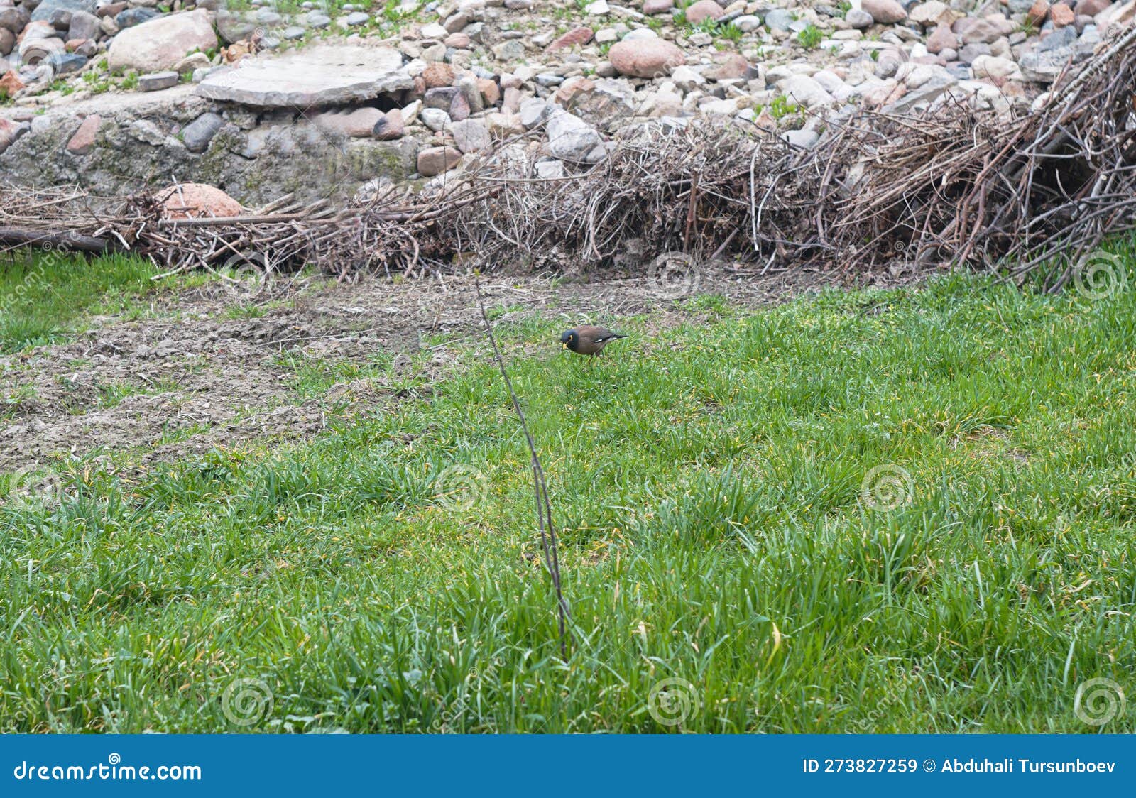 The Bird is Looking for Food on the Grass Stock Image - Image of ...