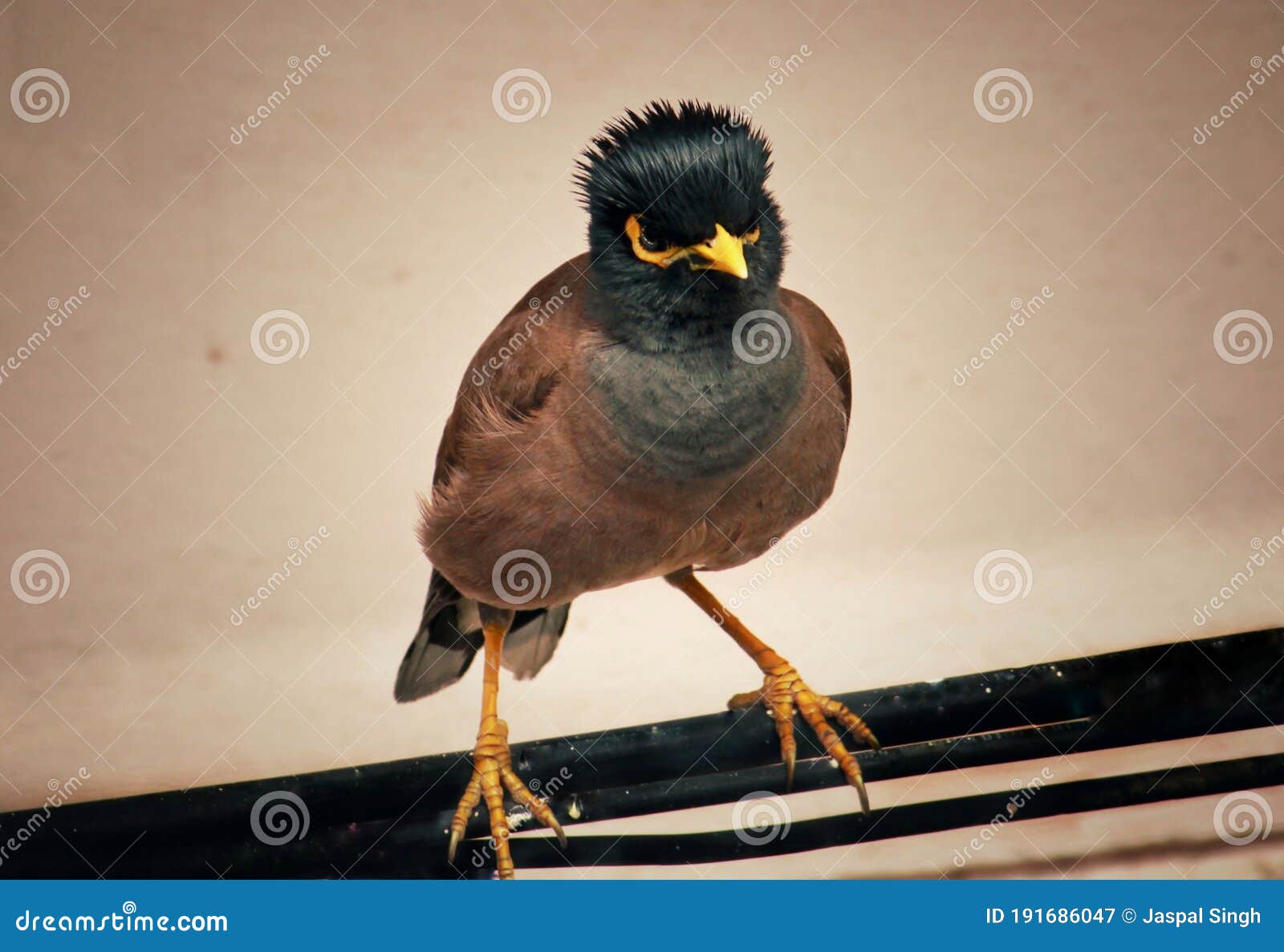 Bird Looking Like Angry Bird Stock Image - Image of like, bird: 191686047