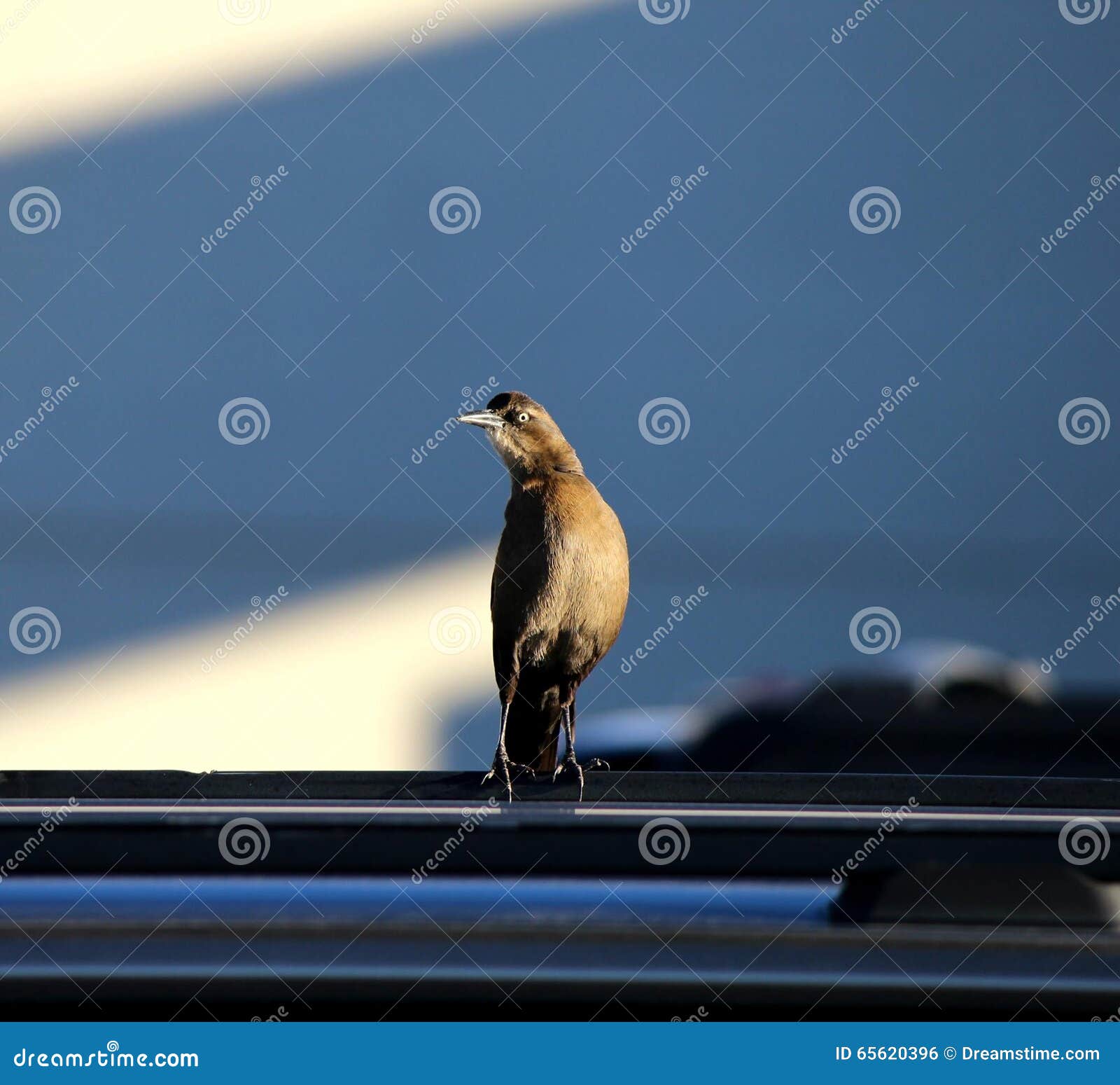 Bird looking to camera stock photo. Image of cool, animals - 65620396