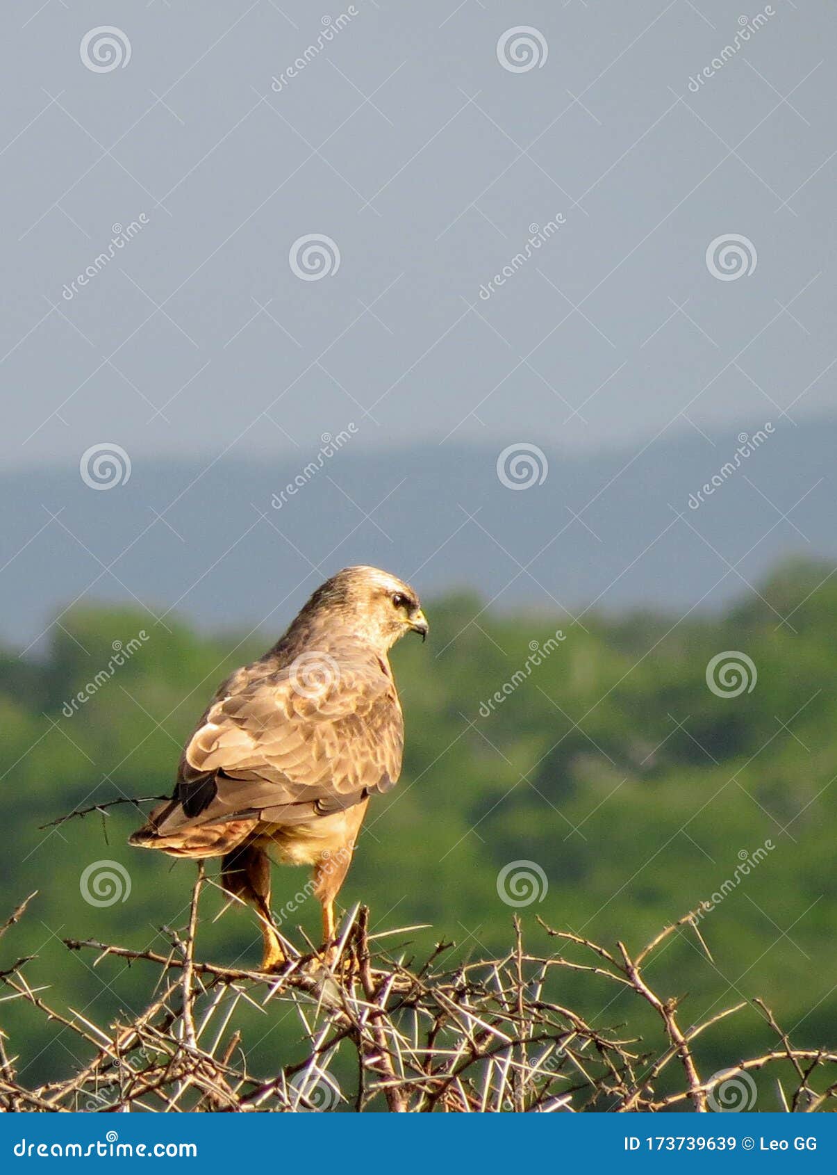 Bird Looking Towards the Future Stock Image - Image of future, life ...
