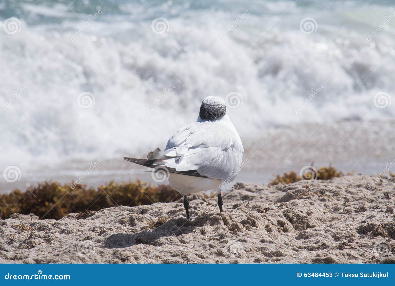 Bird looks at the wave stock image. Image of bird, sand - 63484453