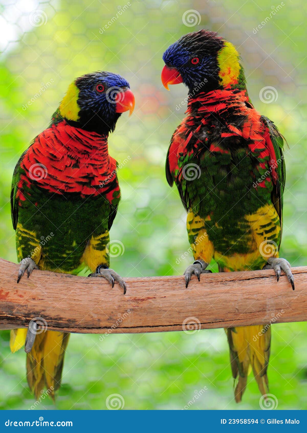 Bird, Lorikeet Couple stock photo. Image of adult, bird - 23958594