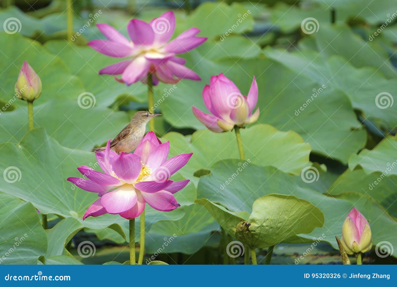 Bird and lotus stock photo. Image of buds, arundinaceus - 95320326