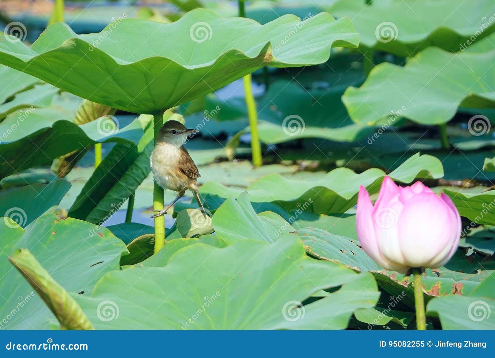Bird and lotus stock image. Image of leaf, life, wild - 95082255