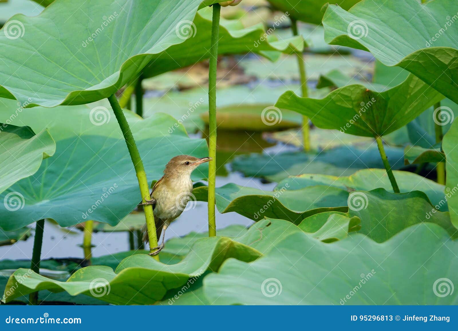 Bird and lotus stock image. Image of life, warbler, acrocephalus - 95296813