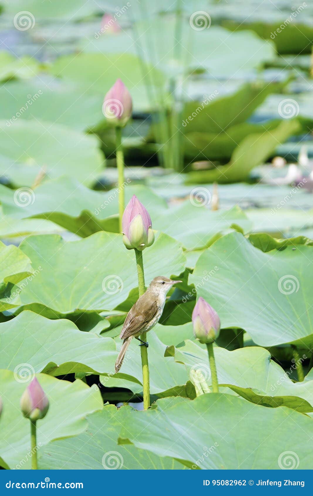 Bird and lotus stock photo. Image of flower, wild, warbler - 95082962
