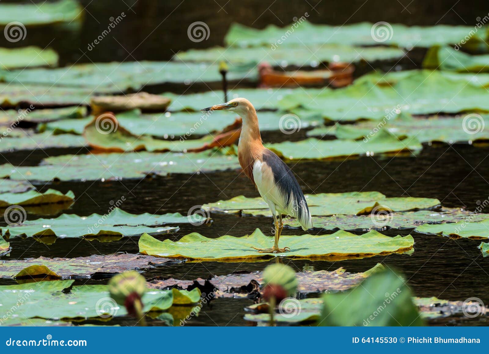 Bird on lotus leaf stock photo. Image of beak, breeding - 64145530