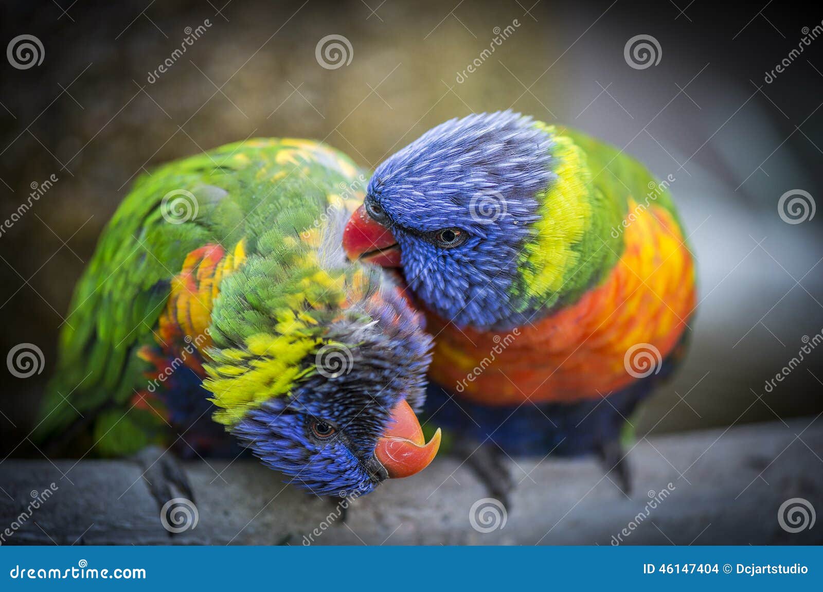 Bird Love stock photo. Image of birds, discipline, construction - 46147404