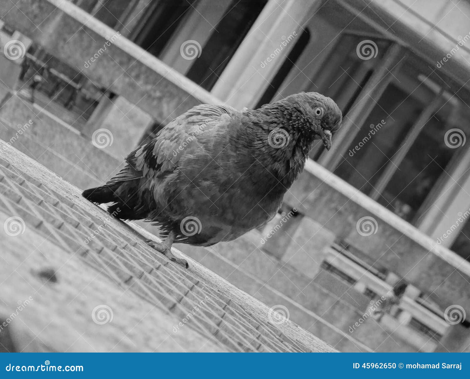 Bird stock photo. Image of alone, lovely, peace, bird - 45962650