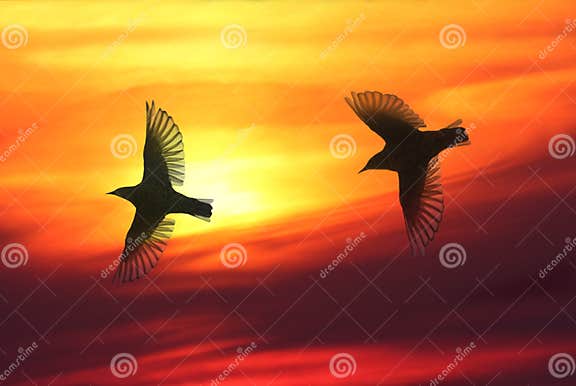 Bird Lovers stock photo. Image of pure, peace, passion - 23164526