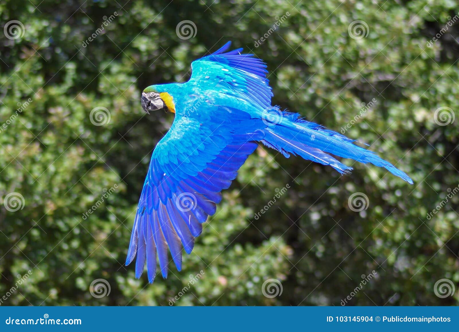 Bird, Macaw, Parrot, Beak Picture. Image: 103145904