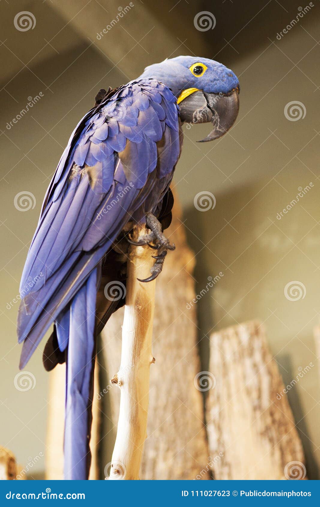 Bird, Macaw, Parrot, Beak Picture. Image: 111027623