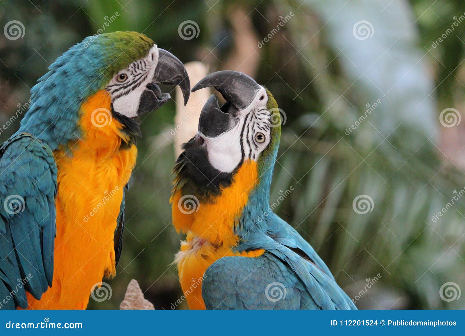 Bird, Macaw, Parrot, Beak Picture. Image: 112201524