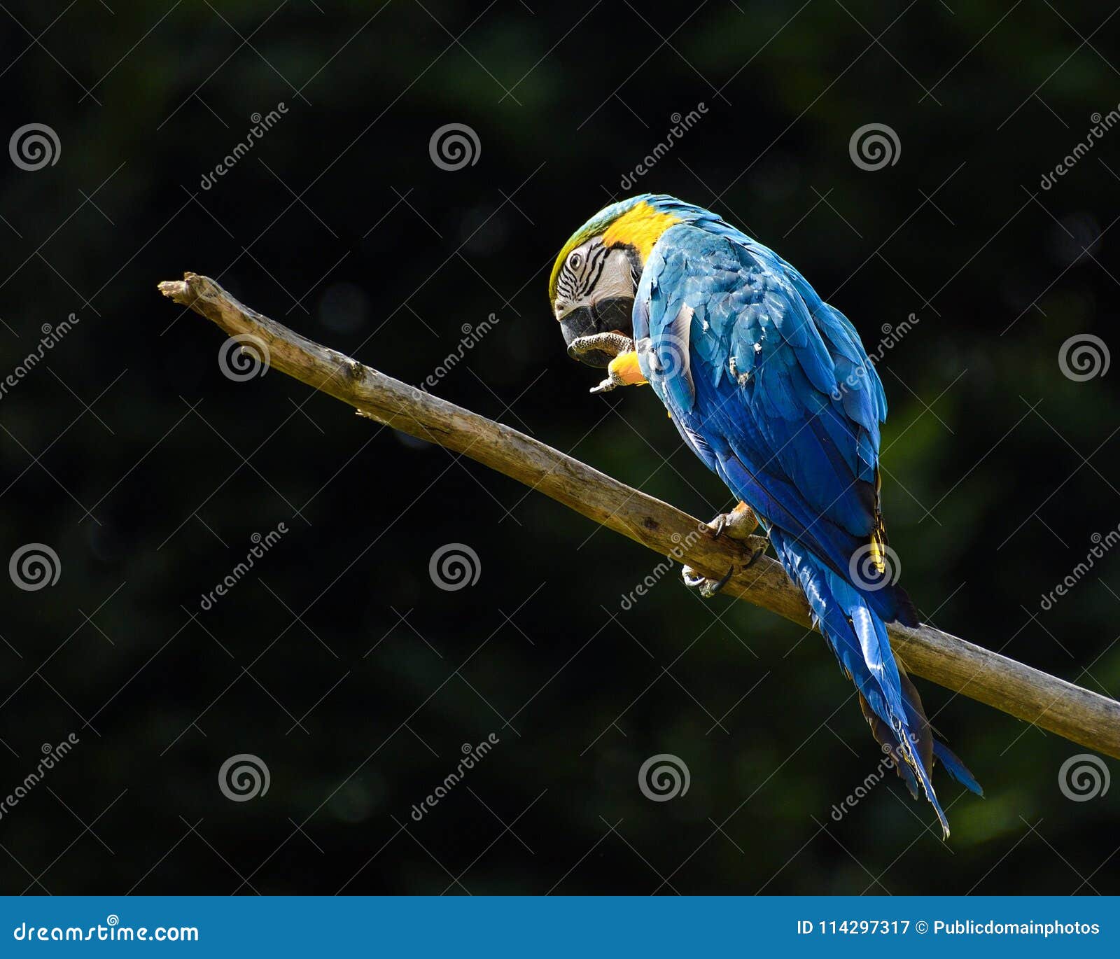Bird, Macaw, Parrot, Beak Picture. Image: 114297317