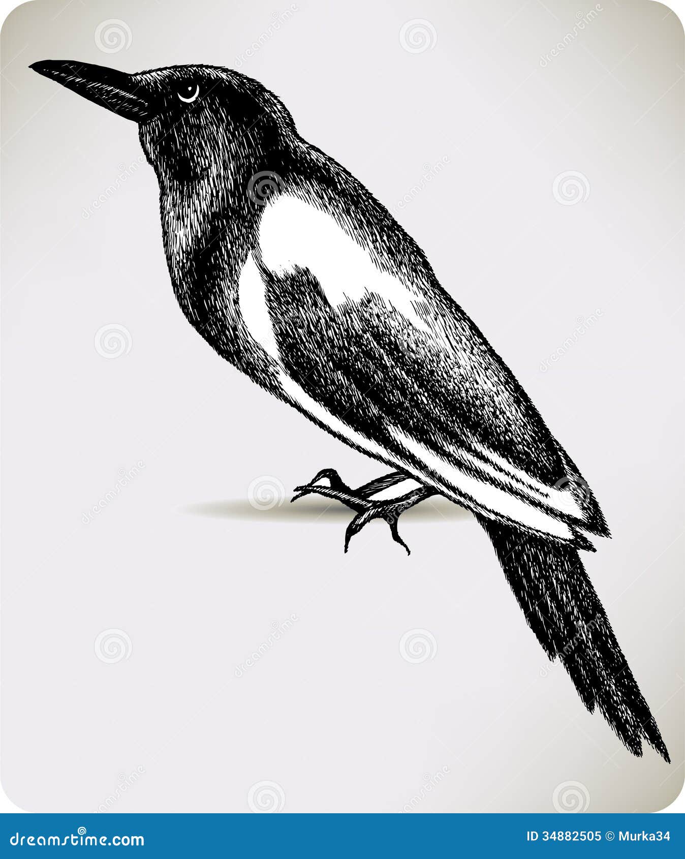 Bird Magpie, Hand-drawing. Vector Illustration. Stock Vector ...