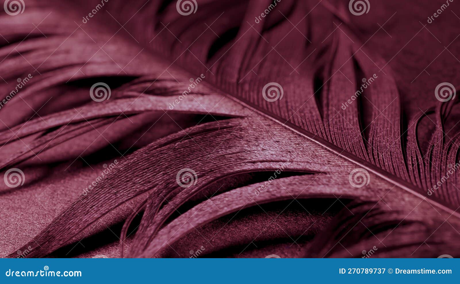 Bird Magpies Feather, Background or Texture Stock Image - Image of ...