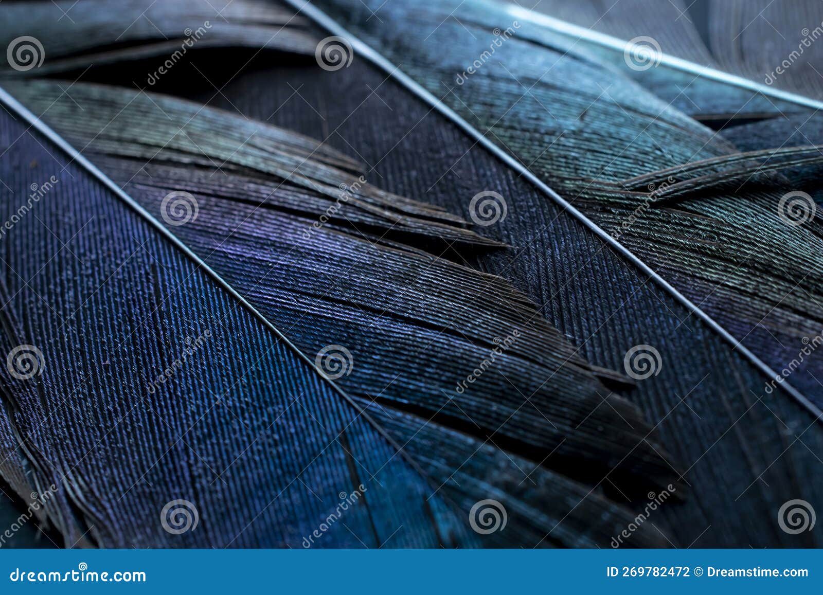 Bird Magpies Feather, Blue Background Stock Photo - Image of isolated ...