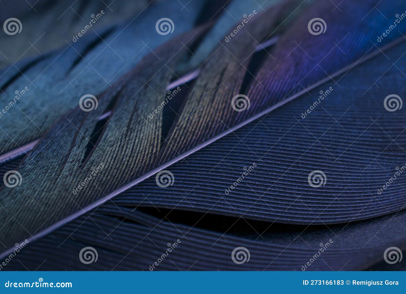 Bird Magpies Feather, Blue Background Stock Image - Image of quill ...