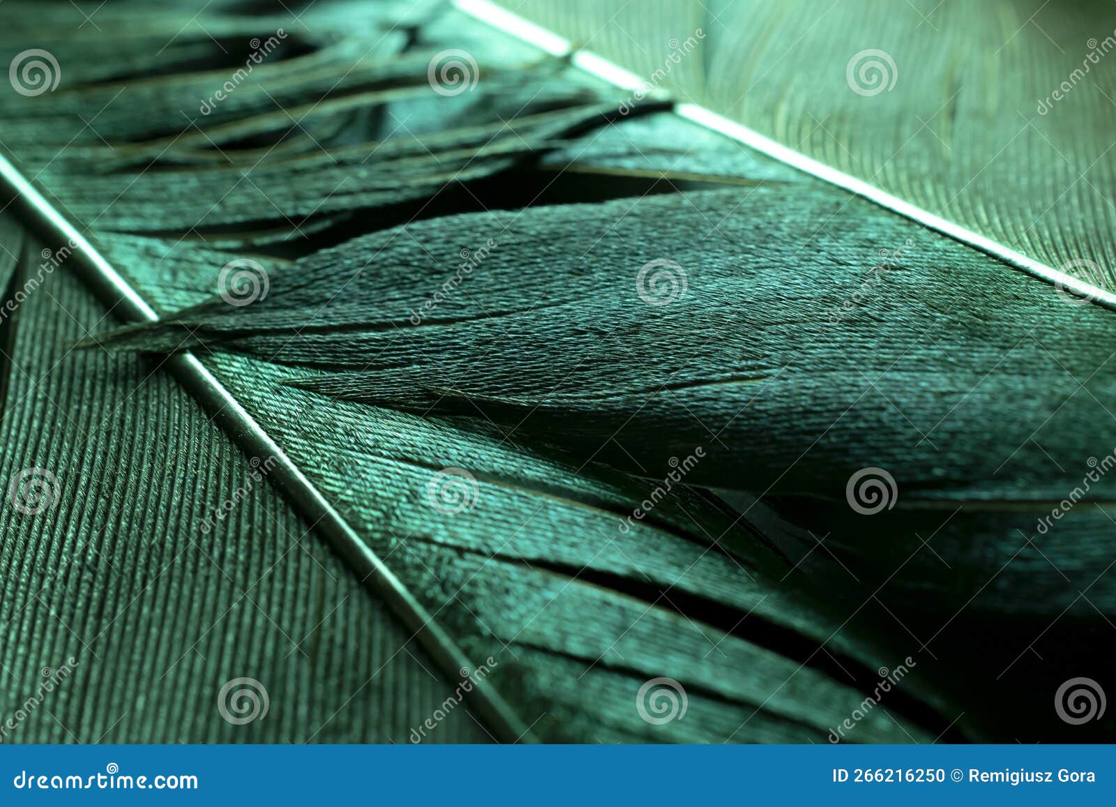 Bird Magpies Feather, Green Background Stock Photo - Image of ...