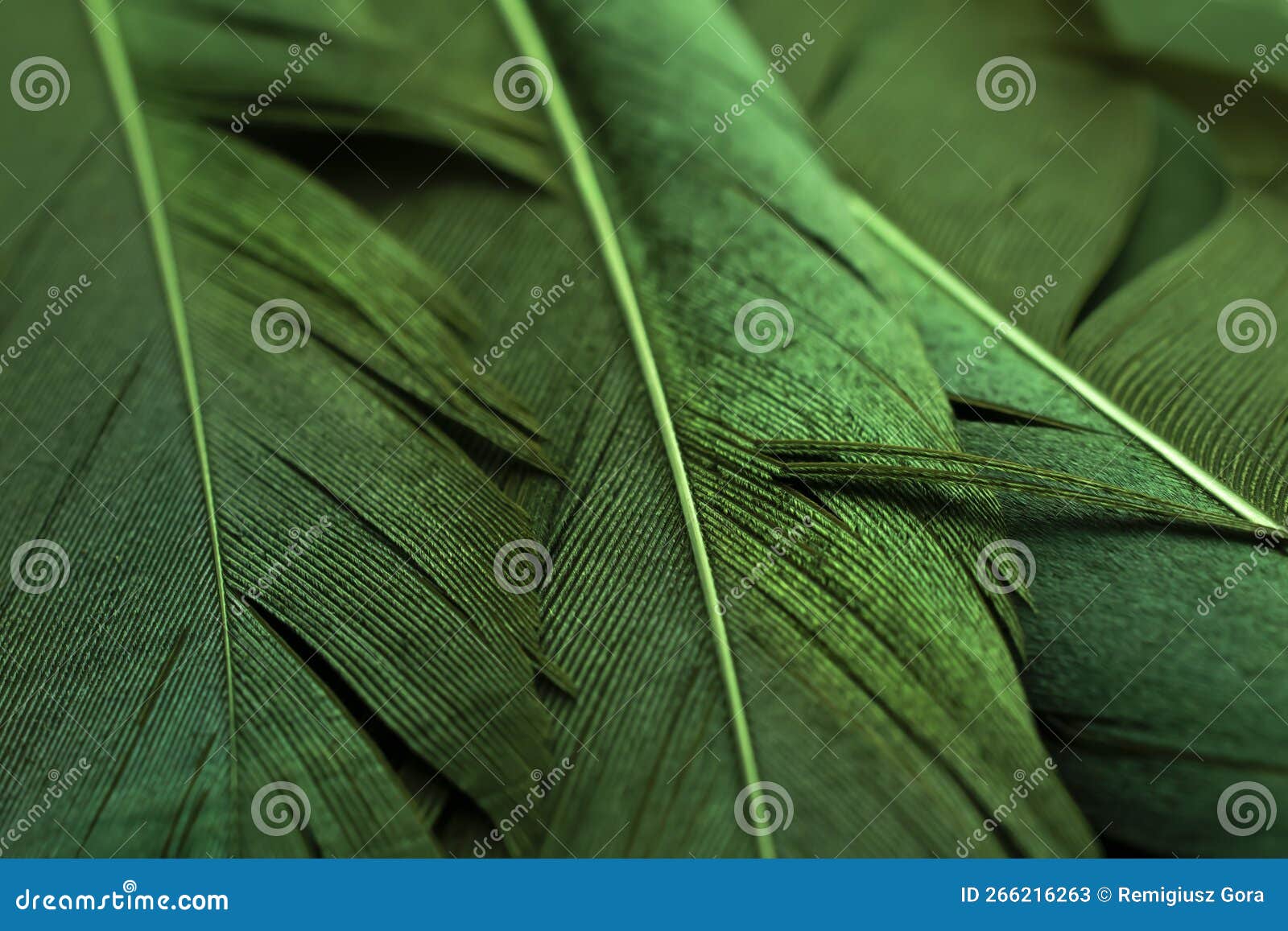 Bird Magpies Feather, Green Background Stock Image - Image of elegance ...