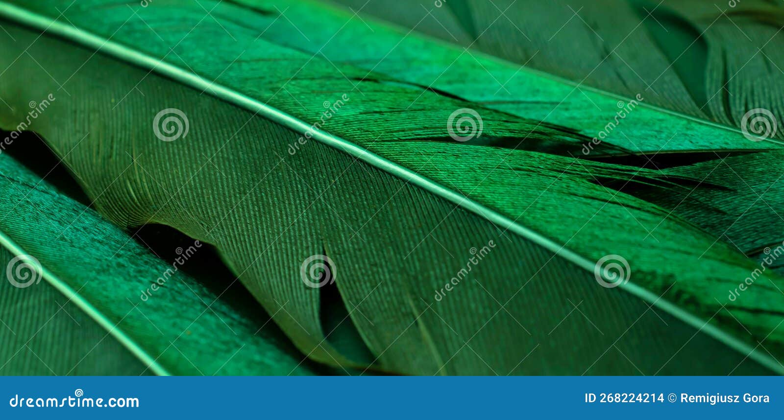 Bird Magpies Feather, Green Background Stock Photo - Image of plumage ...
