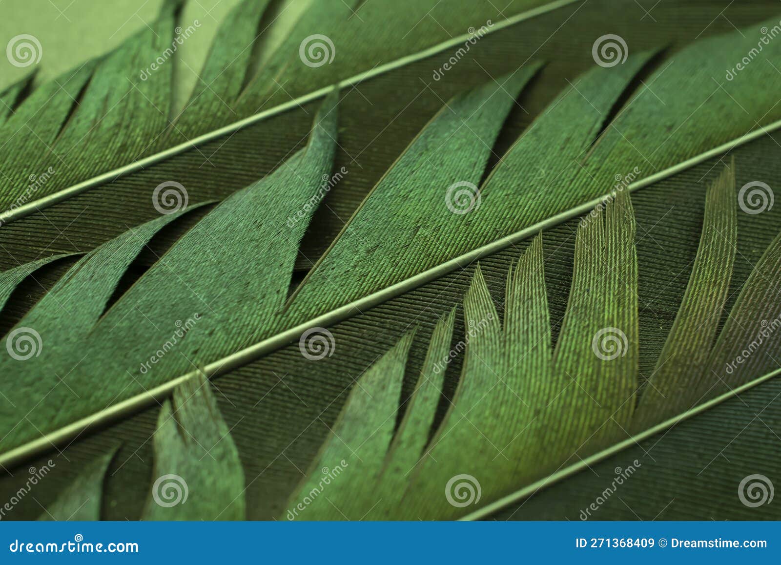 Bird Magpies Feather, Green Background Stock Image - Image of green ...