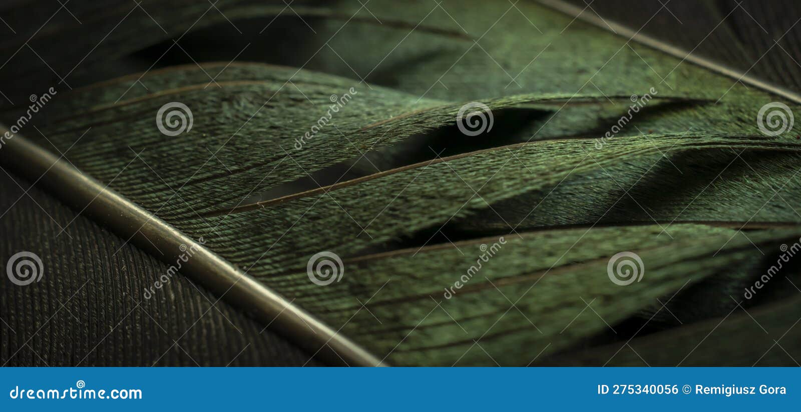 Bird Magpies Feather, Green Background Stock Photo - Image of ...
