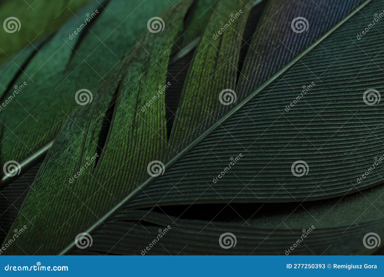 Bird Magpies Feather, Green Background Stock Image - Image of macro ...