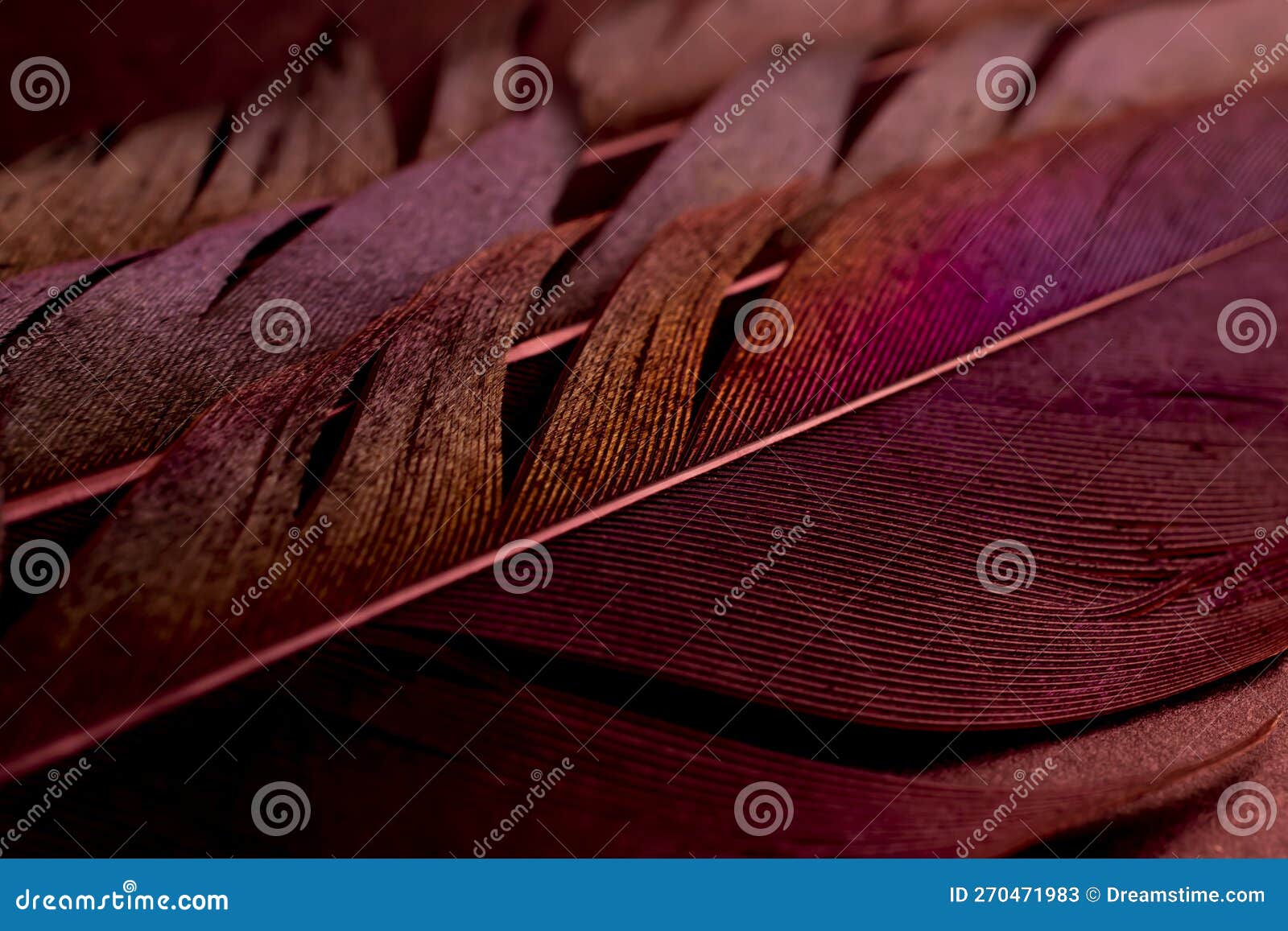 Bird Magpies Feather, Red Background Stock Image - Image of beauty ...