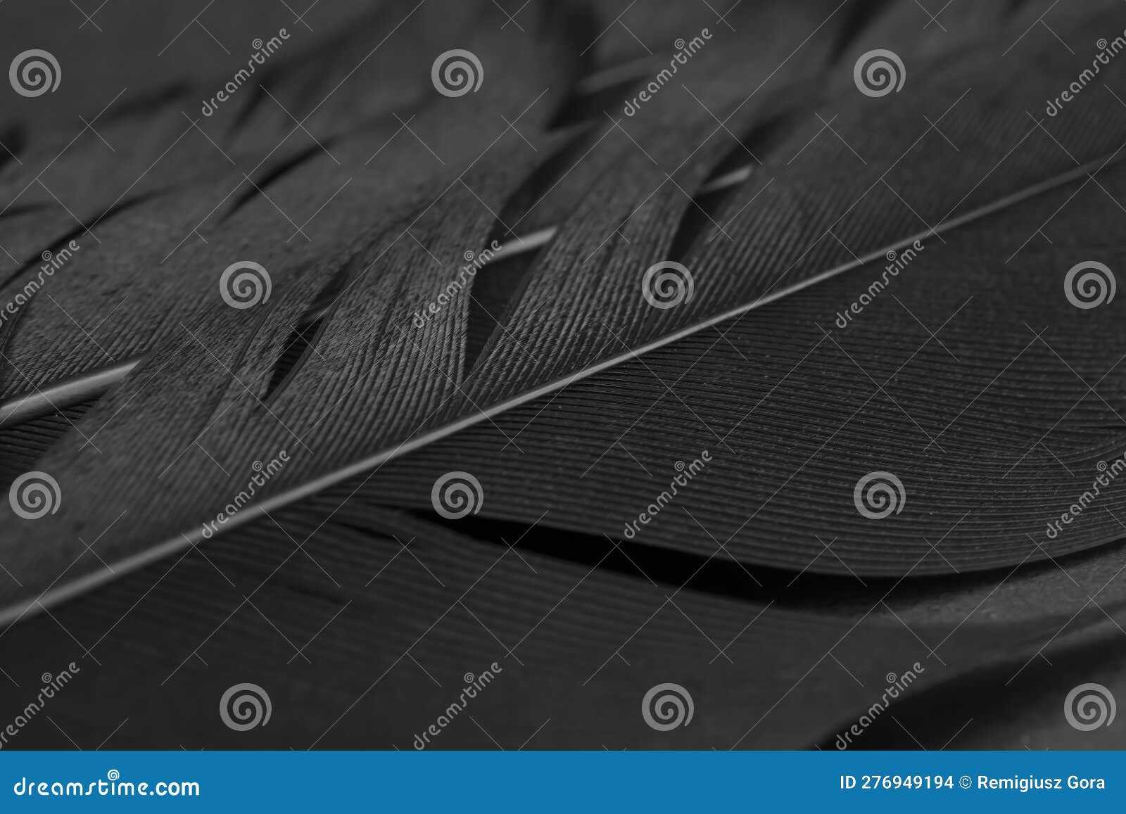 Bird Magpies Feather, Red Background Stock Photo - Image of swan, color ...