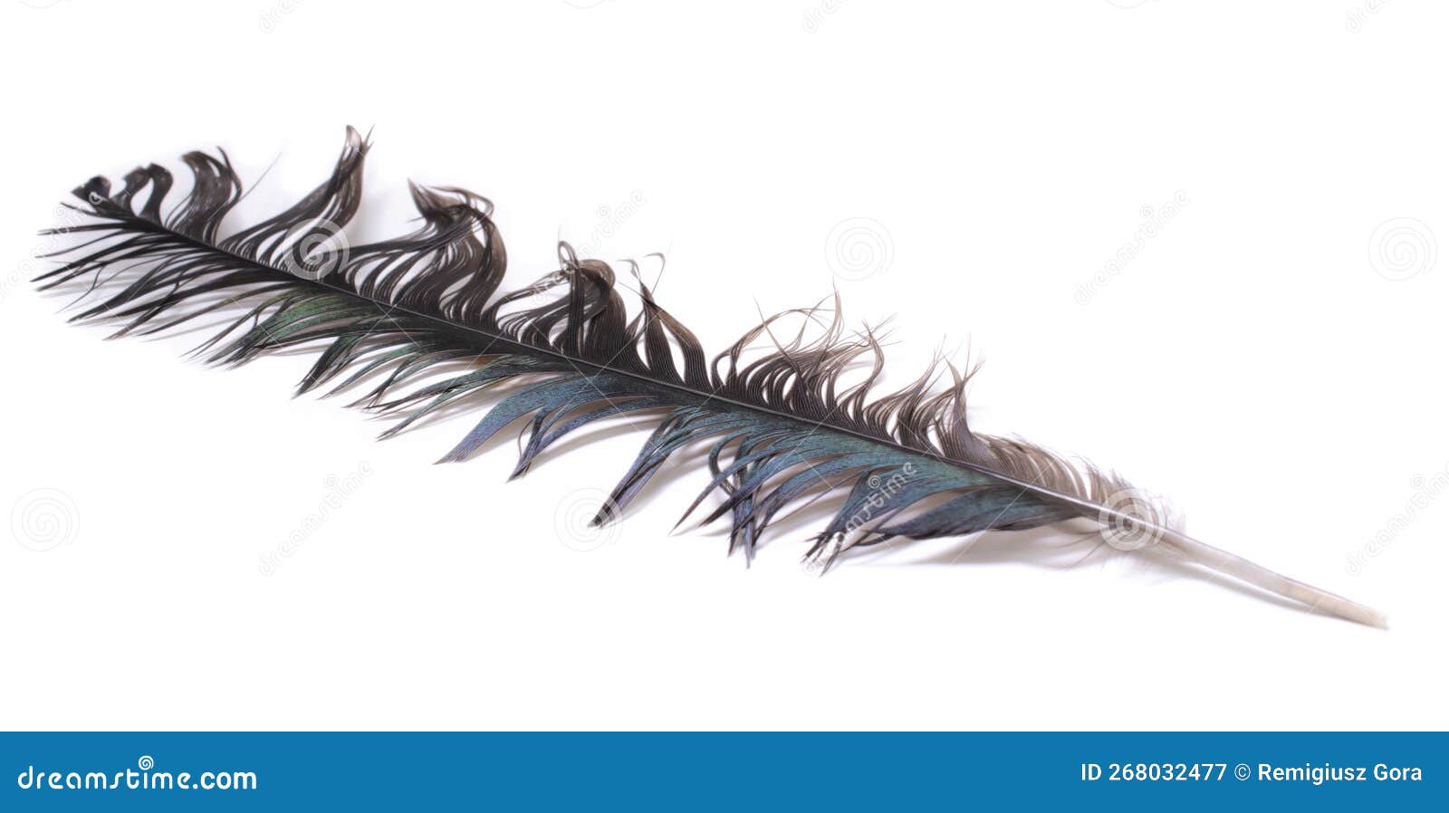 Bird Magpies Feather, on White Background Stock Image - Image of plume ...