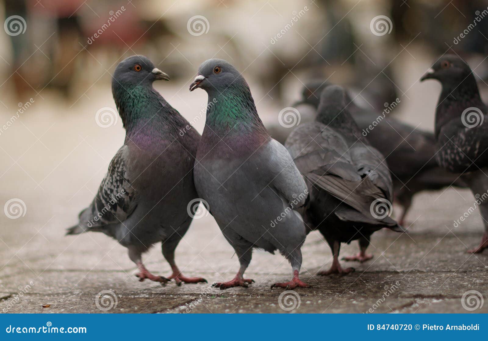 Bird in main square stock photo. Image of main, square - 84740720
