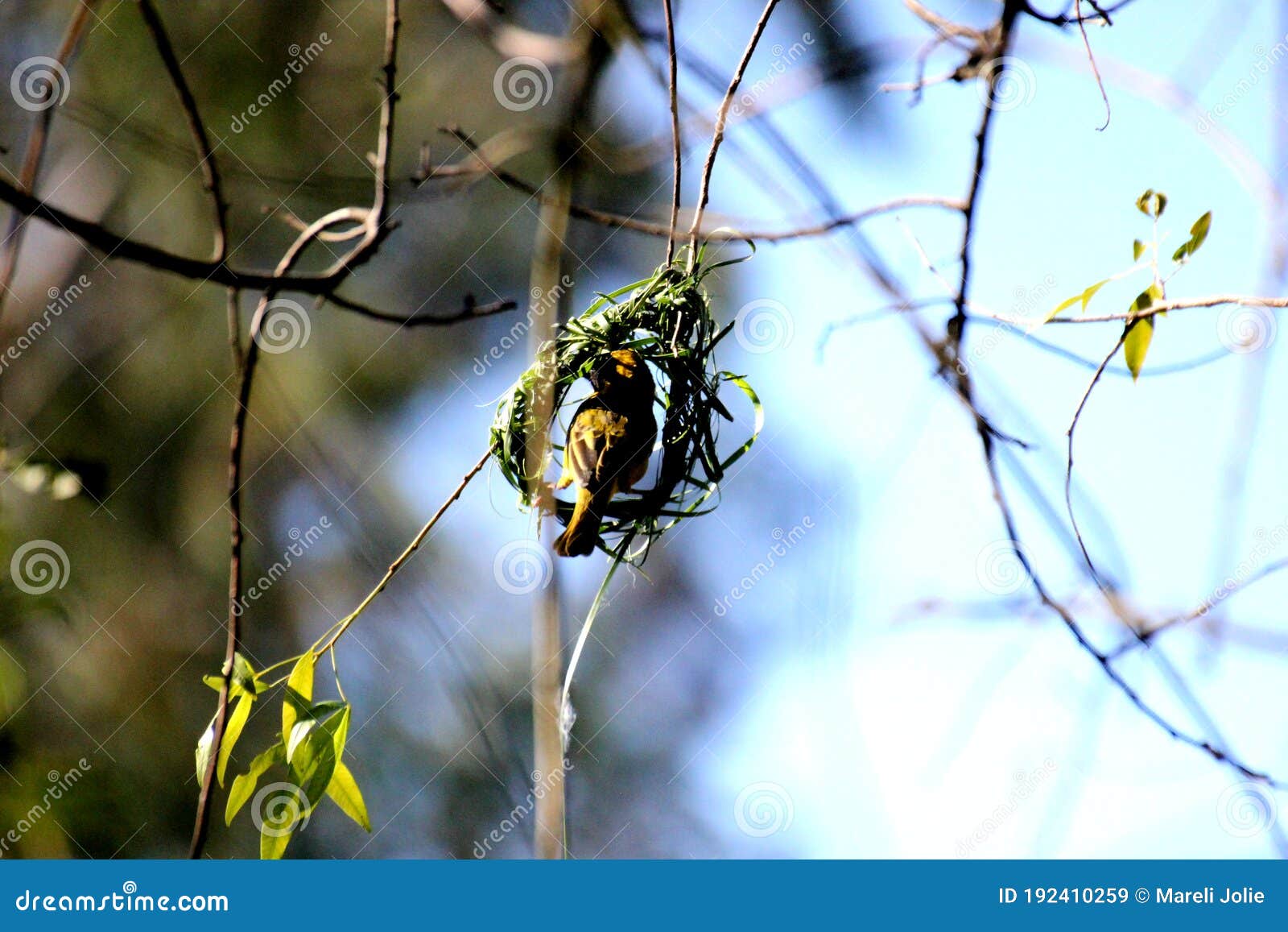 Bird making a nest stock image. Image of tree, leaf - 192410259