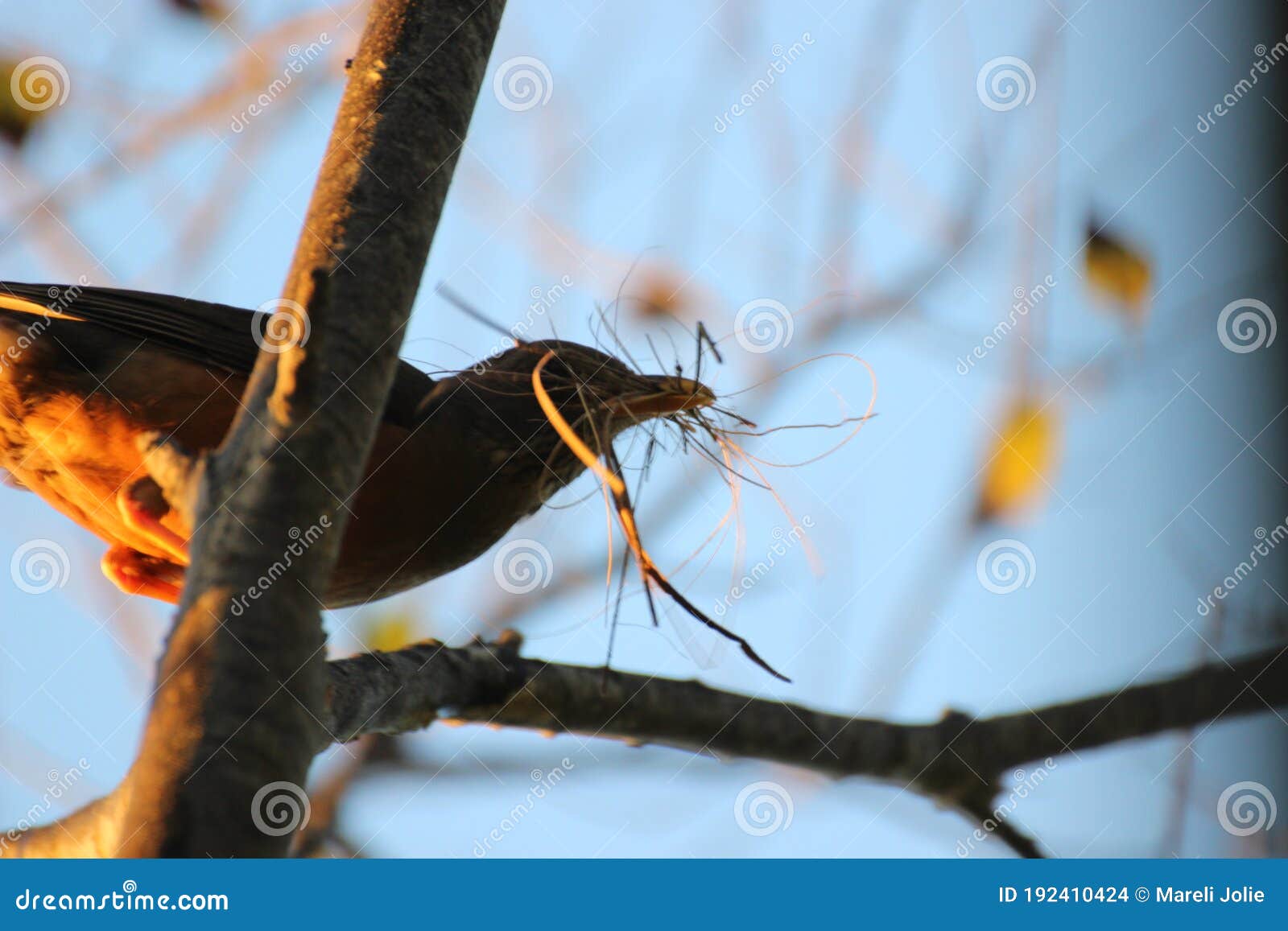 Bird making a nest stock photo. Image of wildlife, bird - 192410424