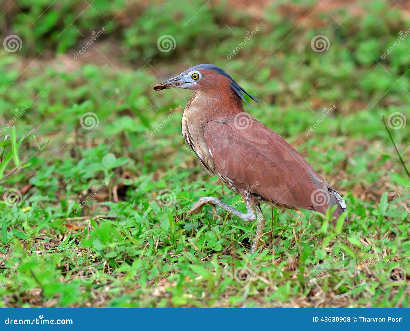 Bird (Malayan Night Heron) , Thailand Stock Photo - Image of farm ...