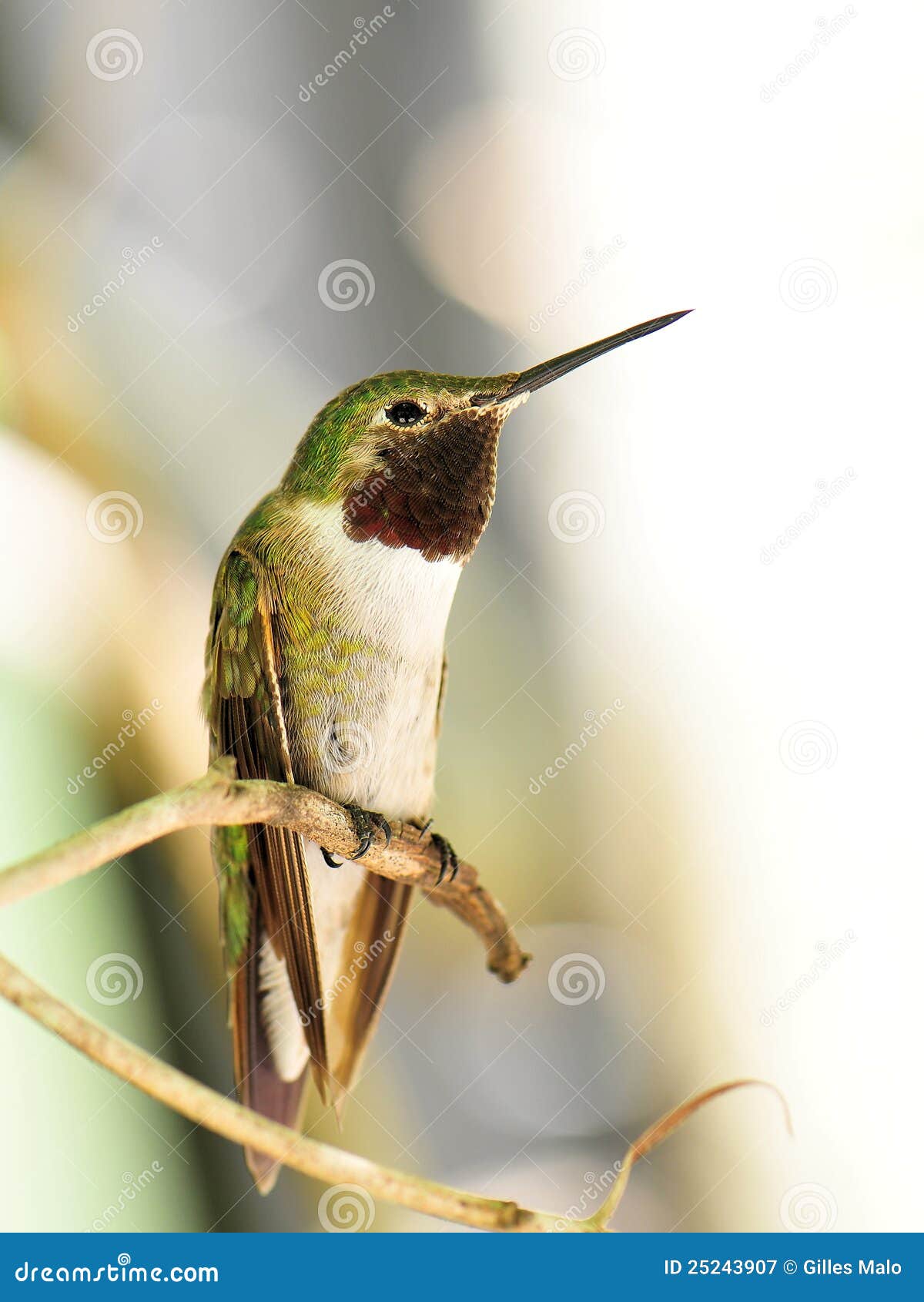 Bird, Male Hummingbird (vertical) Stock Image - Image of bill, beak ...