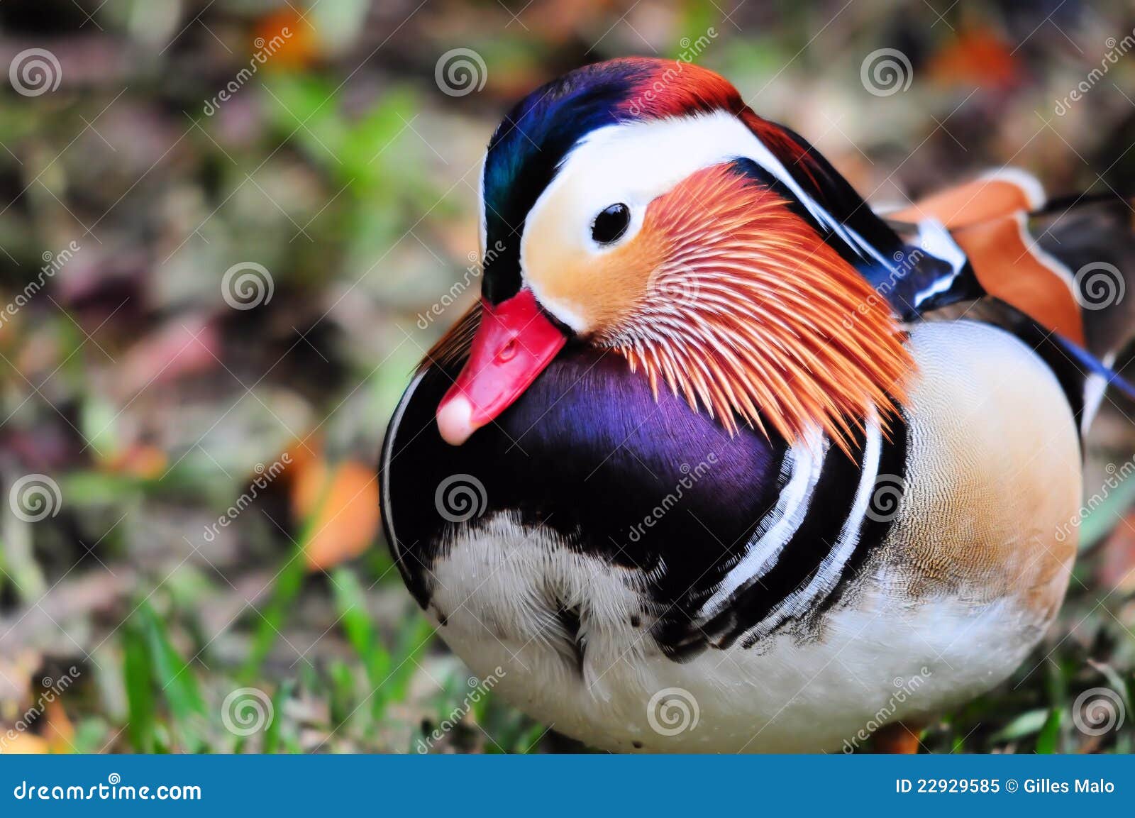 Bird, Male Mandarin Duck stock image. Image of colors - 22929585
