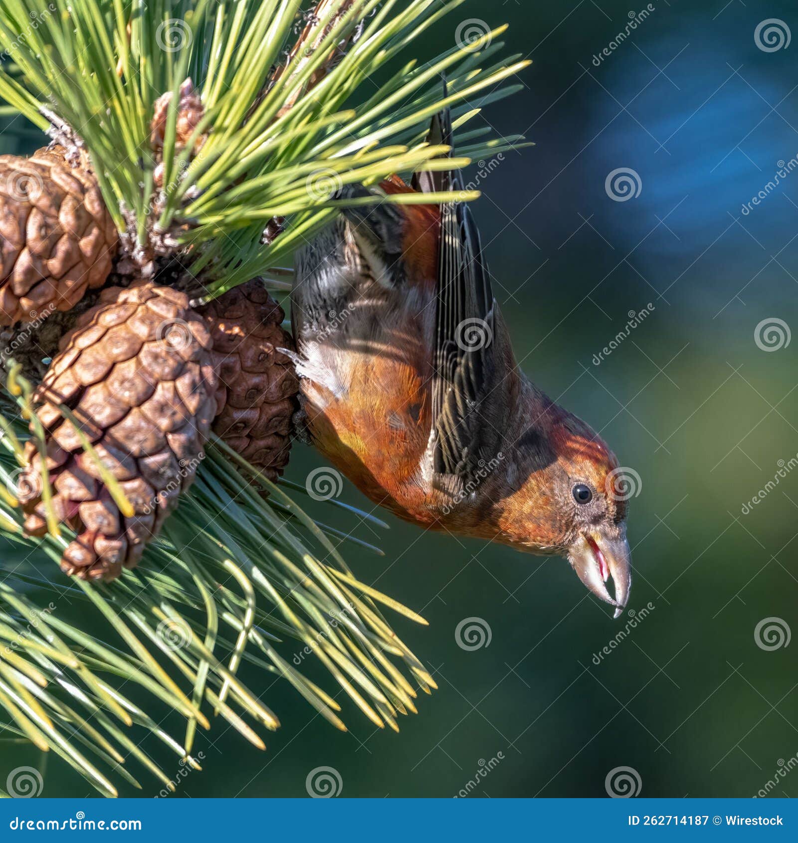 Red Crossbill on a Pine stock image. Image of brown - 262714187