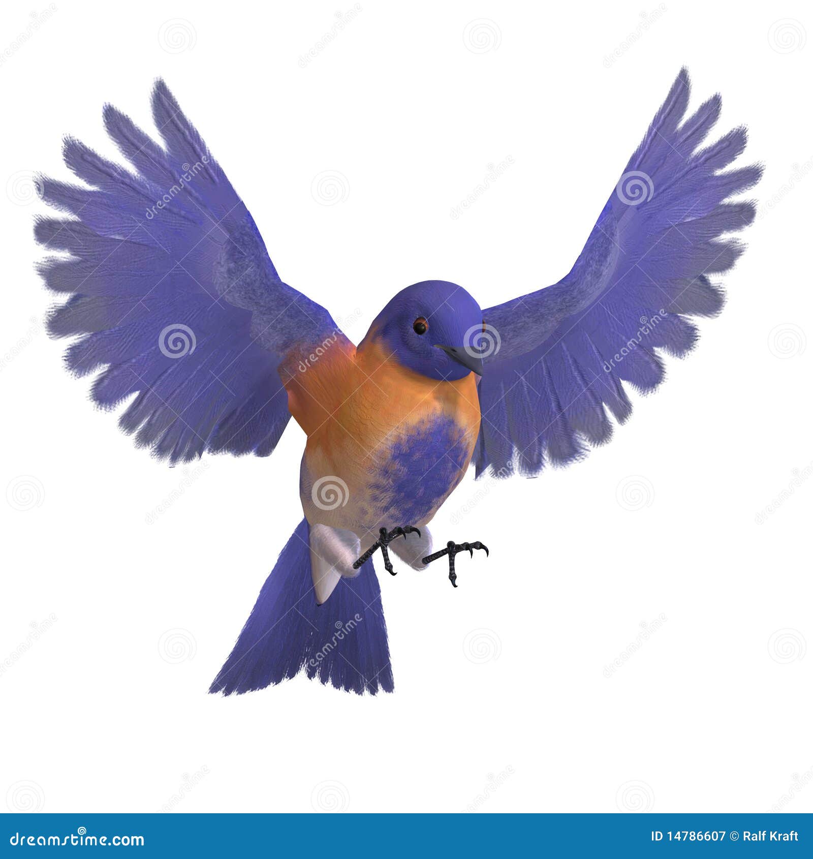 Bird Male Western Bluebird. 3D Rendering with Stock Illustration ...