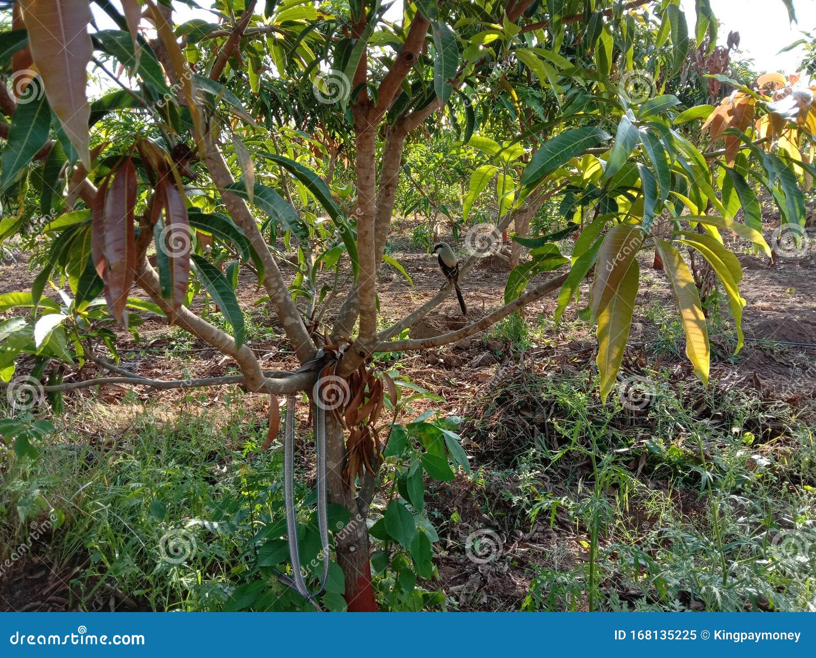 Bird on Mango Tree, New Leaf of Mango Tree Stock Image - Image of green ...