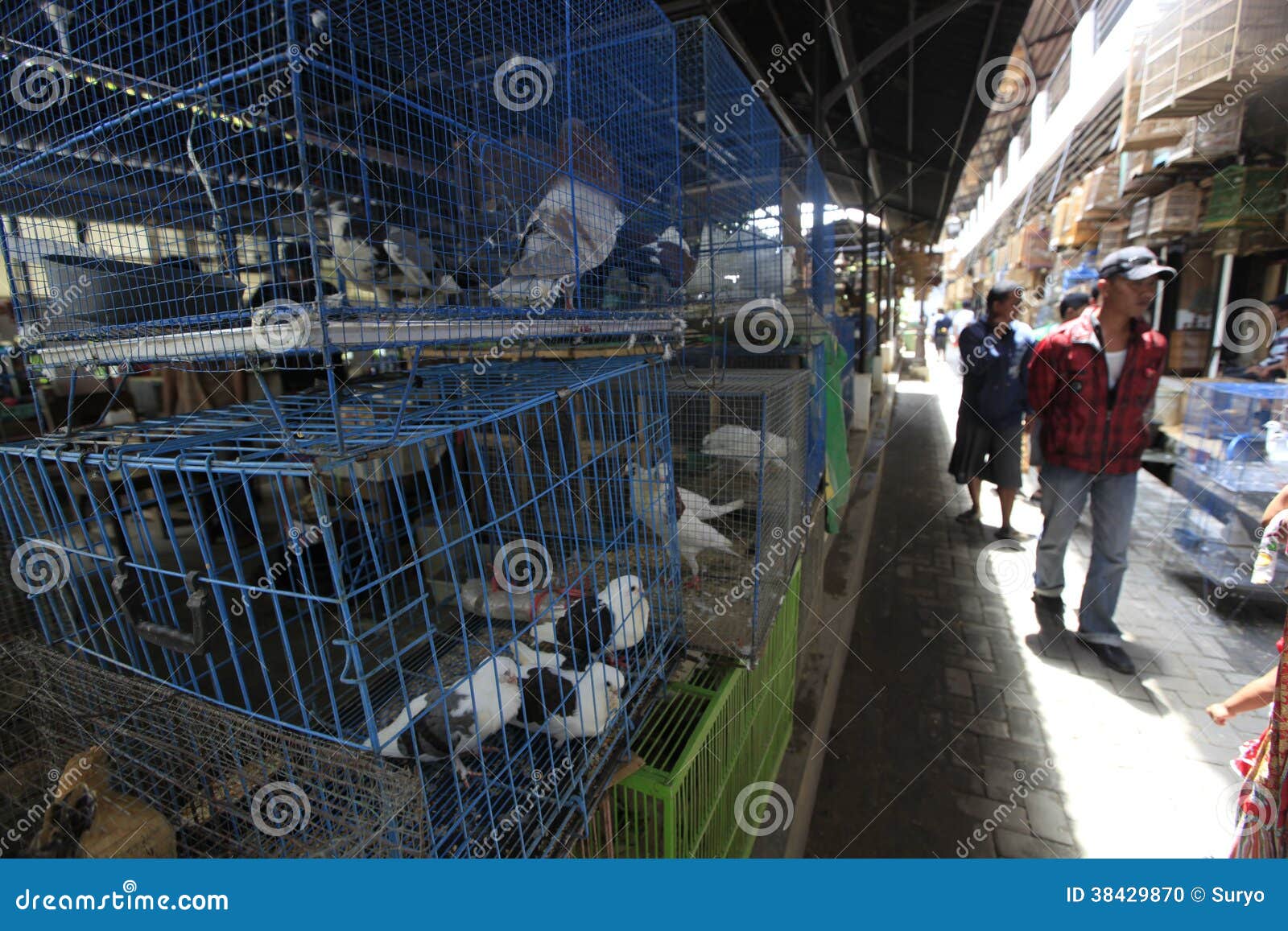 Bird market editorial image. Image of recreation, java - 38429870