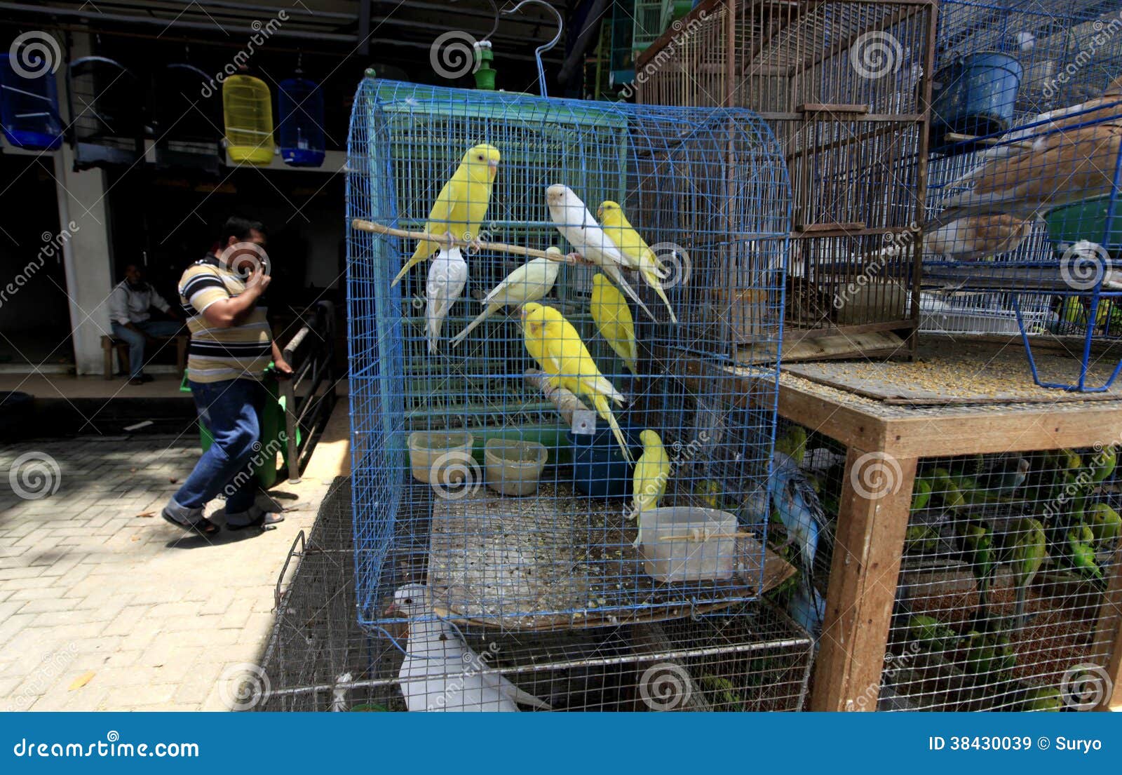 Bird market editorial stock image. Image of java, indonesia - 38430039