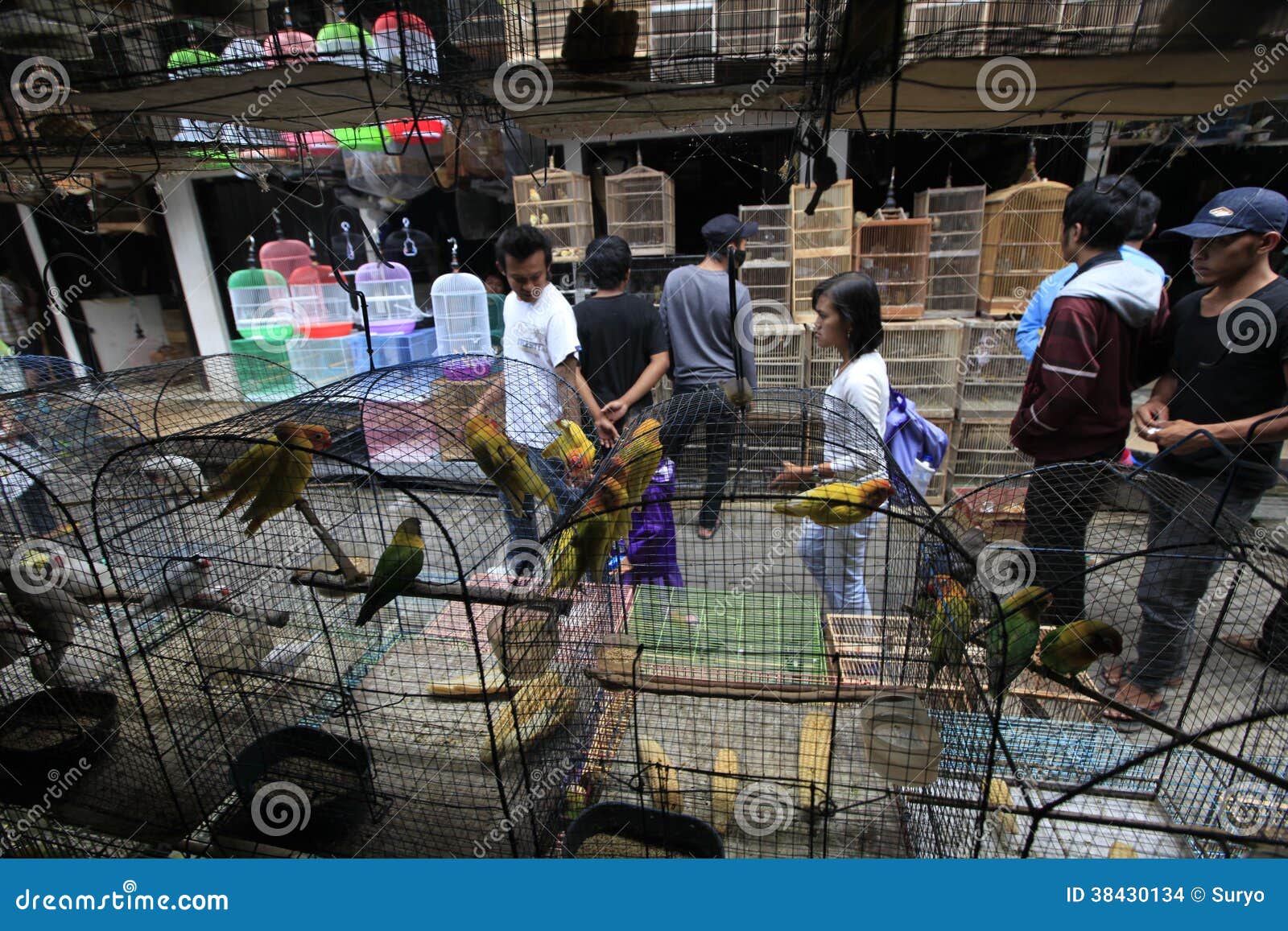 Bird market editorial stock image. Image of water, bird - 38430134
