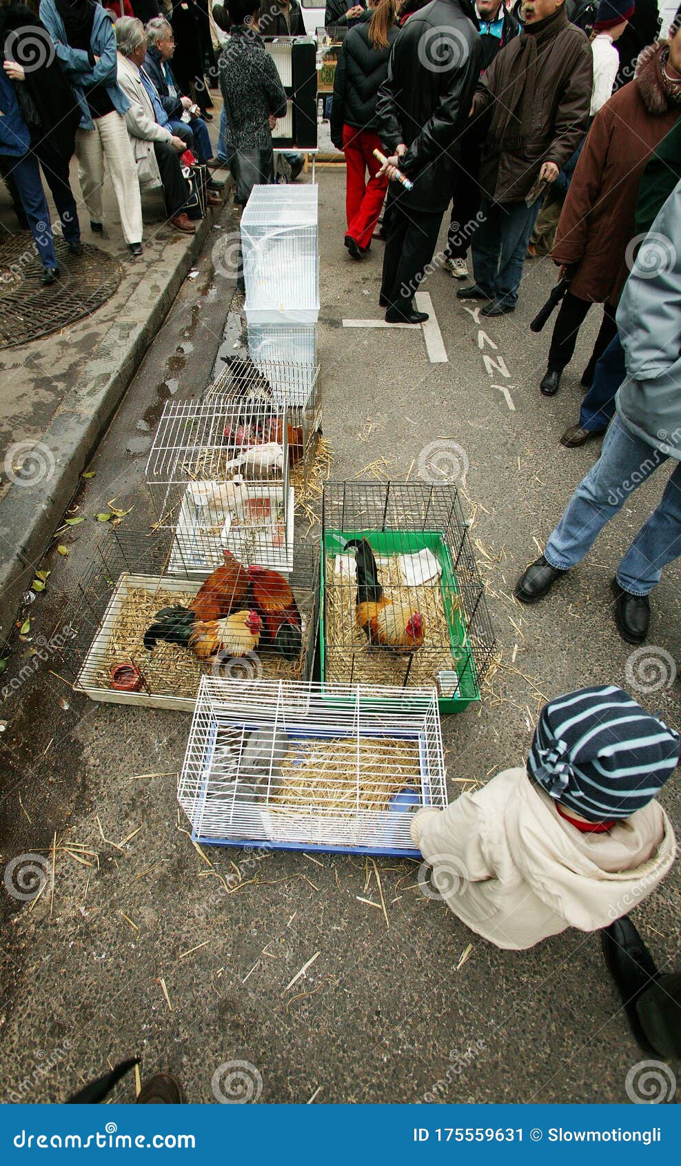 The Bird Market, Ile De La Cite in Paris Editorial Photo - Image of ...
