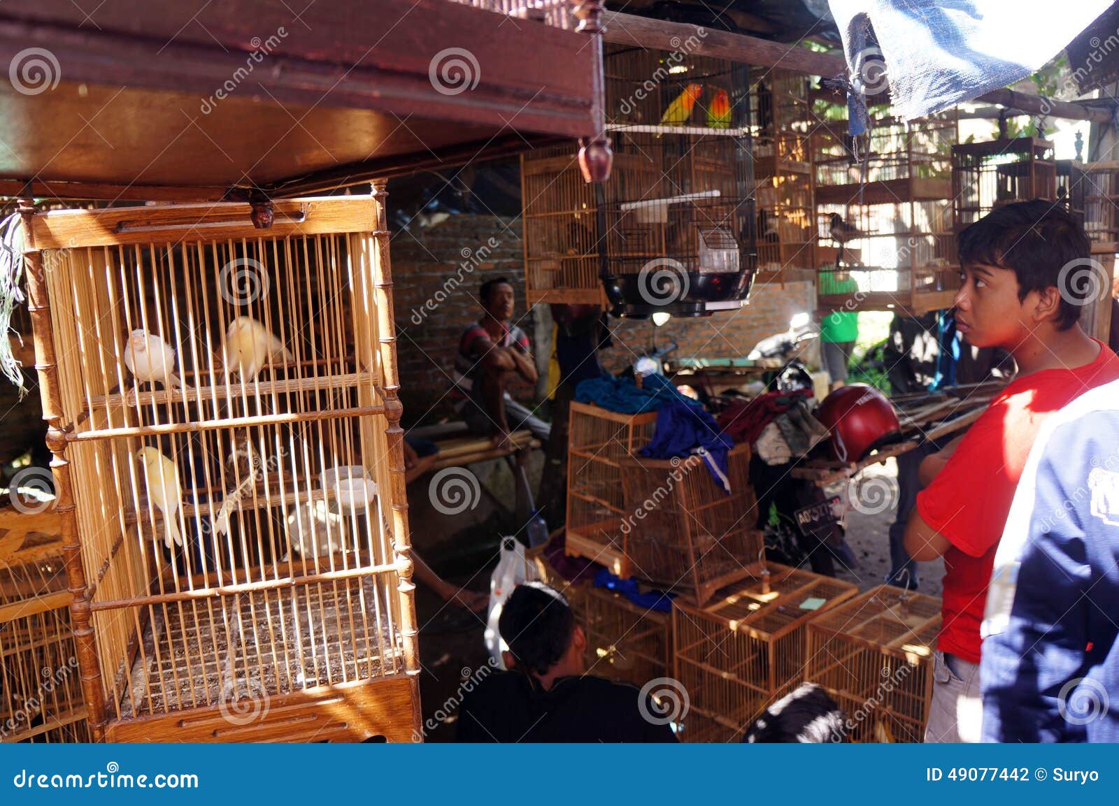 Bird market editorial photography. Image of merchants - 49077442