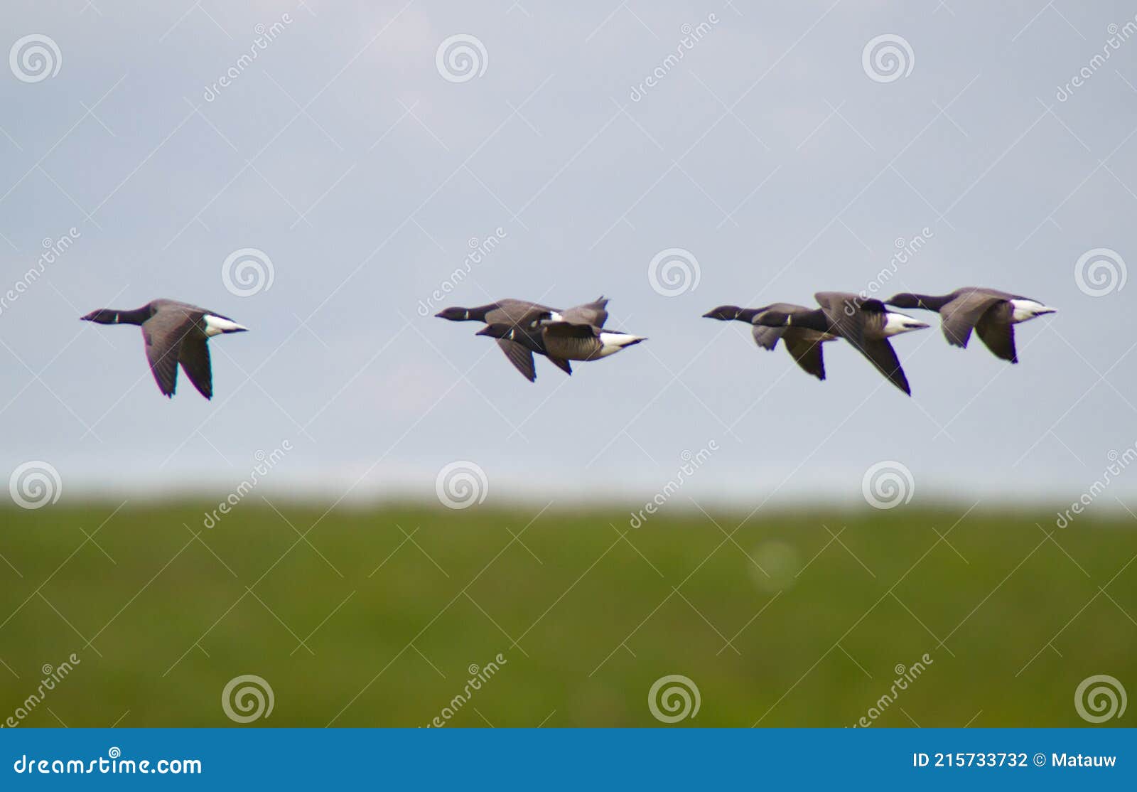 Flock of Brant Geese in Flight Stock Photo - Image of freedom ...