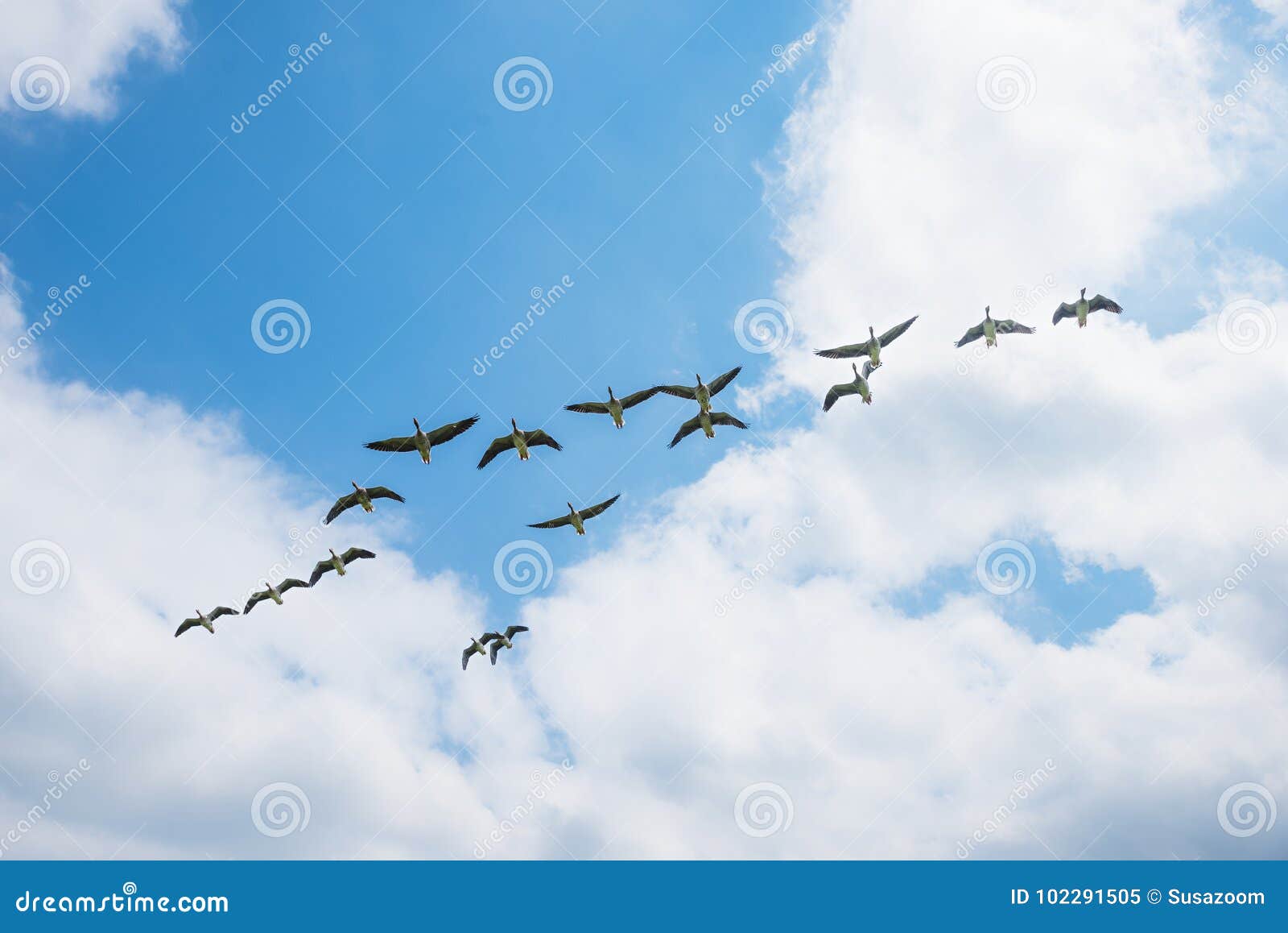 Bird migration scenery stock image. Image of blue, south - 102291505
