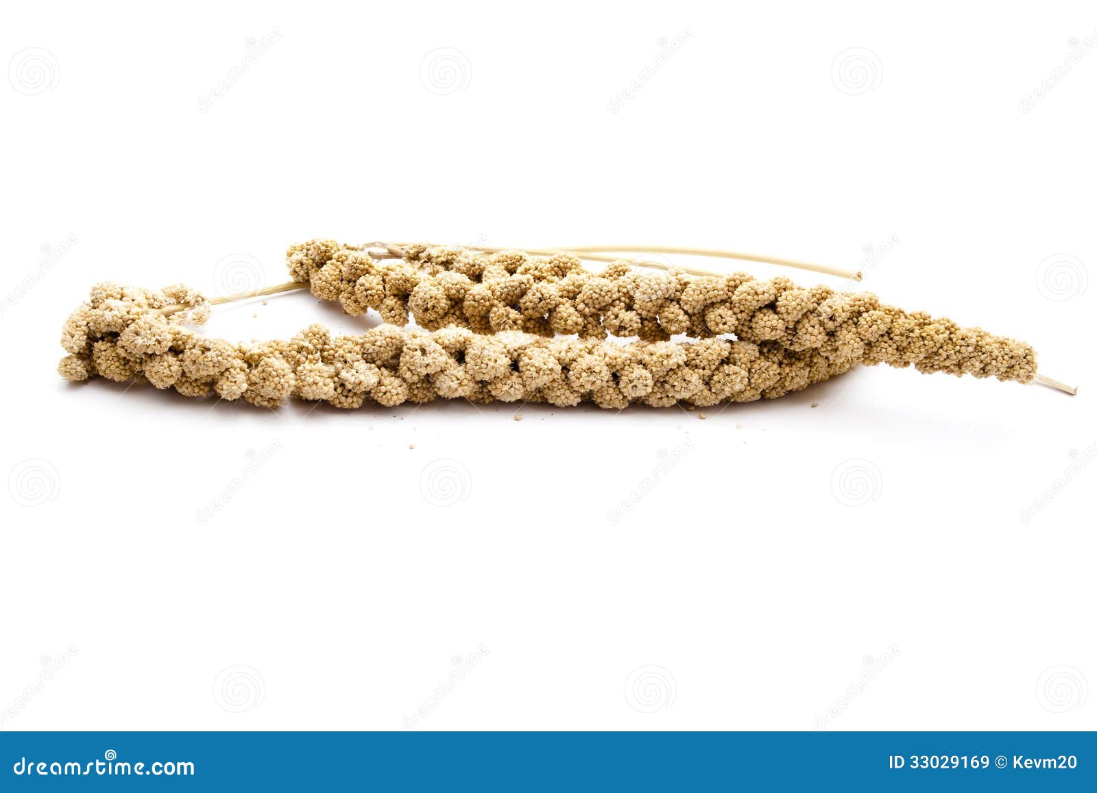 Bird Millet for eating stock image. Image of birds, white - 33029169