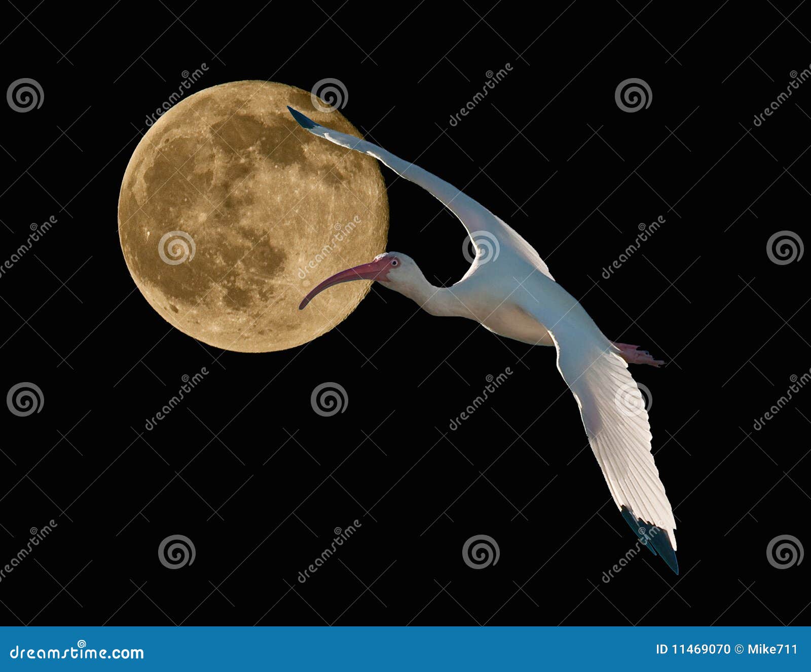 Bird and moon stock photo. Image of black, moon, body - 11469070