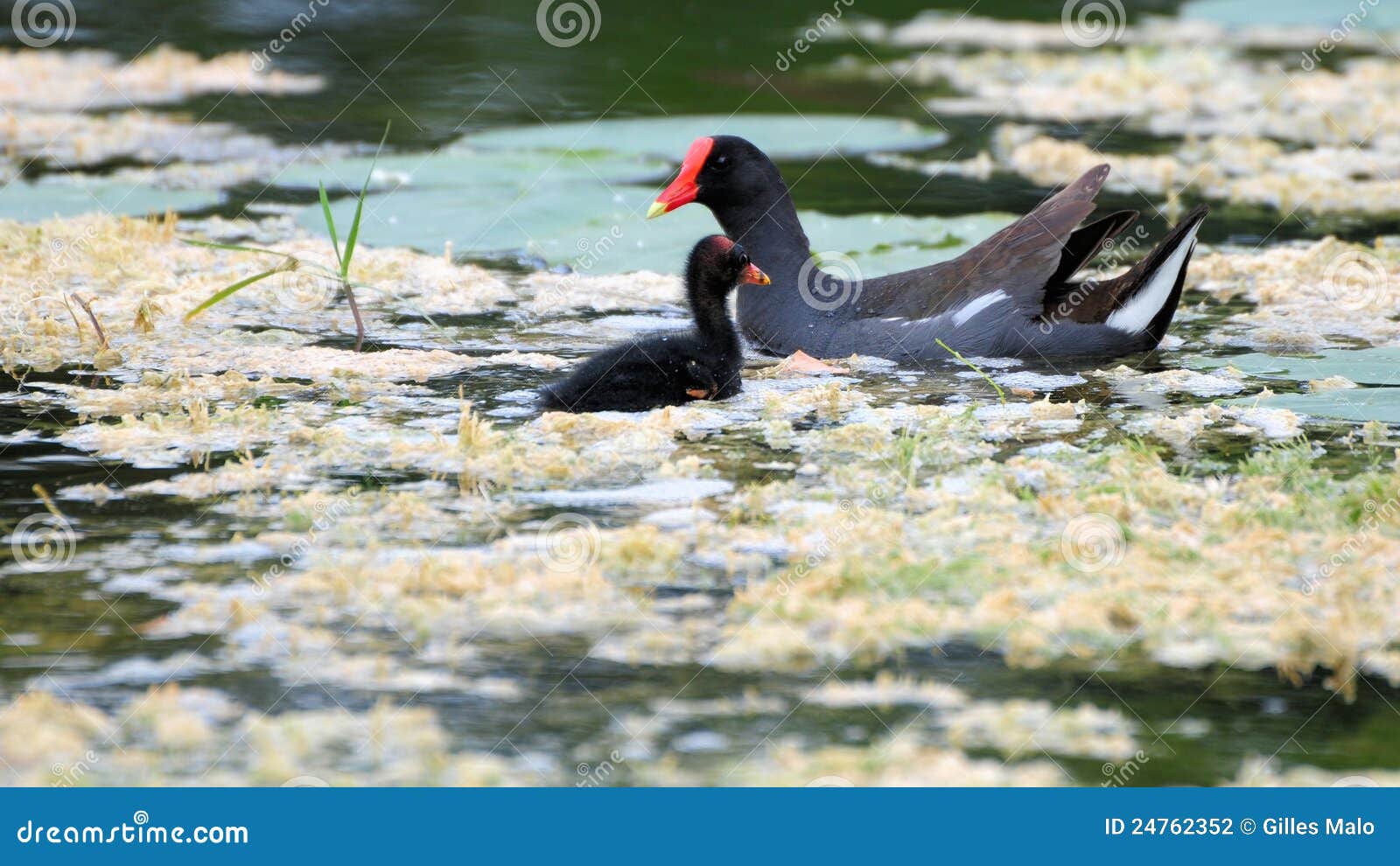 Bird, Moorhen and baby stock photo. Image of young, beautiful - 24762352